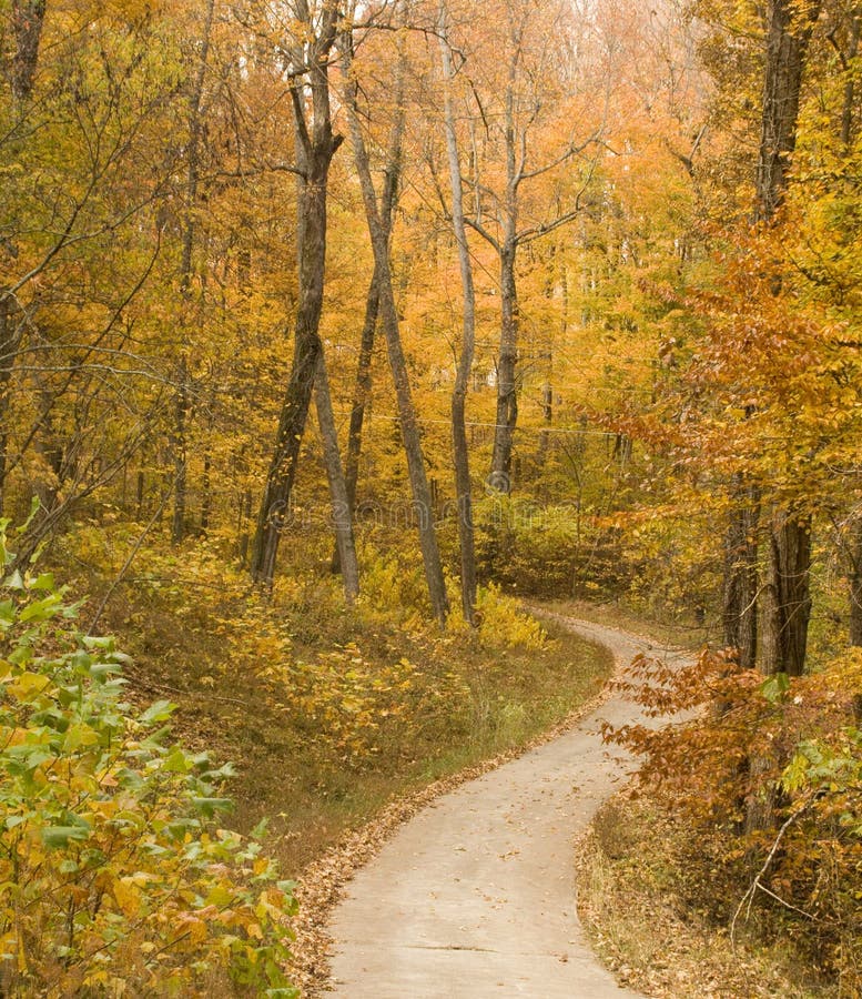 Trees During Fall Picture. Image: 109912600
