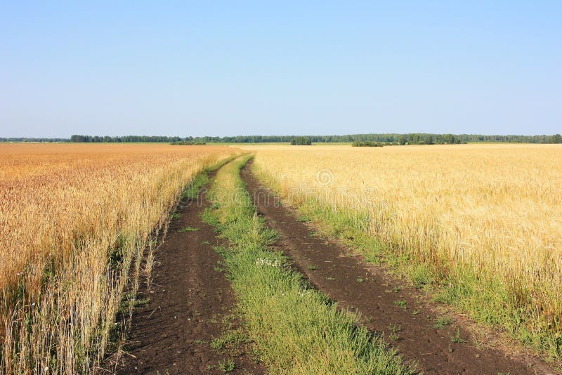 Country Road in a Wheat Field Stock Photo - Image of color, black ...