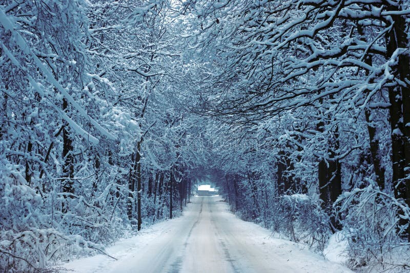 Winter Scene of Snow Covered Road and Trees Stock Image - Image of ...