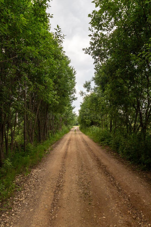 Country road in the woods. stock photo. Image of horizon - 124357318