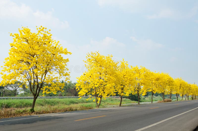 Country road with flowers stock photo. Image of drive - 39712076