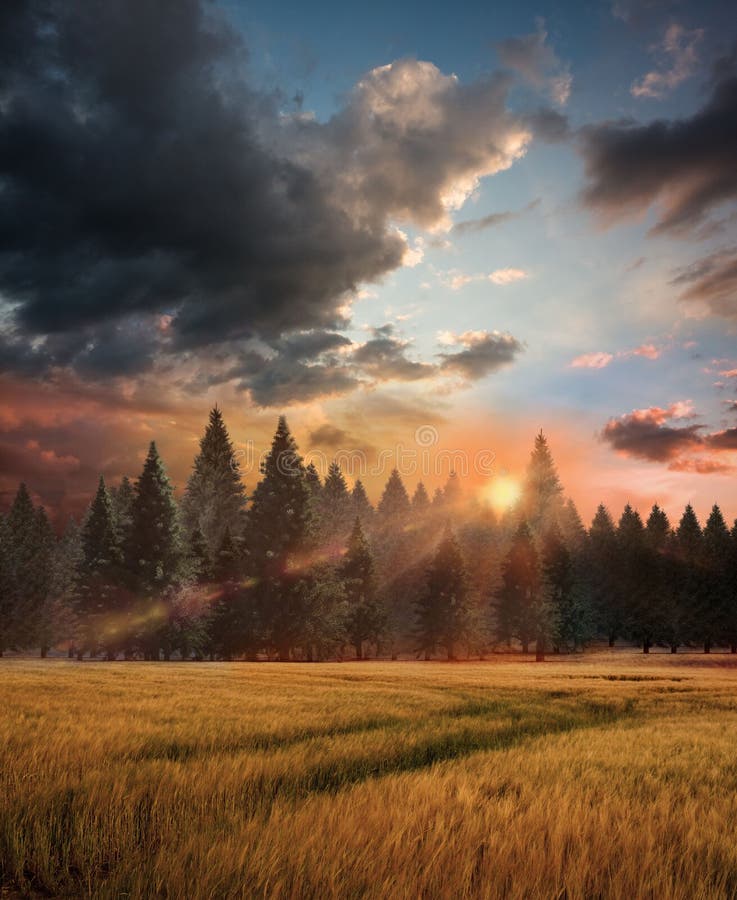Country scene stock image. Image of tree, trees, sunset - 255327083