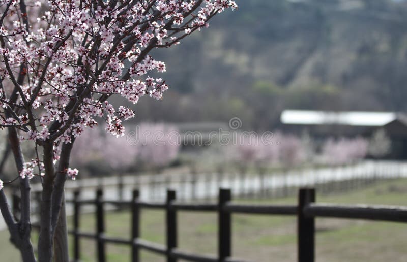 A country scene. stock photo. Image of trees, flowering - 38259736