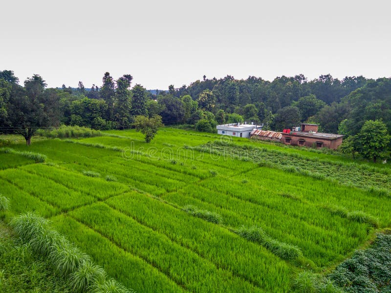 A Country Side Fields of Green Agriculture in India. Rice Paddy Fields ...