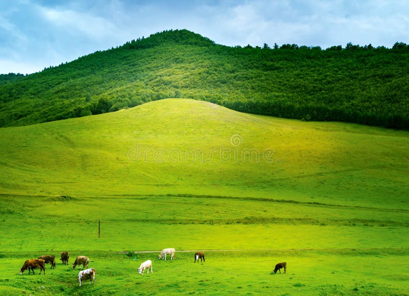 Country Side stock image. Image of drink, country, celebrate - 73233983