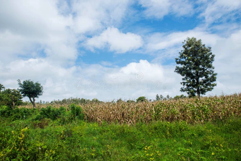 Country Side Landscape - Blue Sky with White Clouds Stock Photo - Image ...