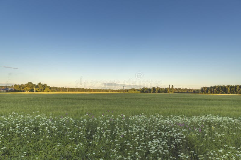 Country Side Landscape View Over Meadow. Beautiful Landscape Stock ...