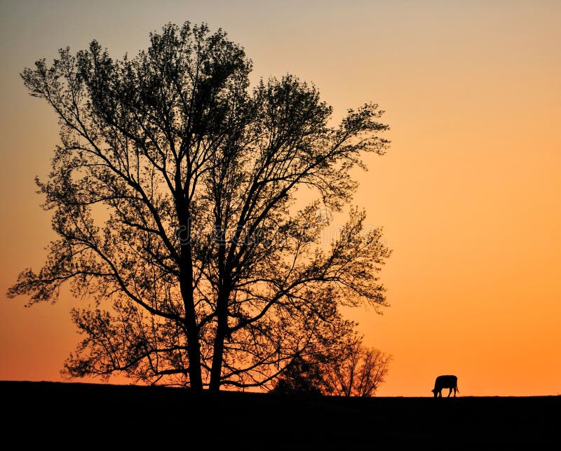 14,675 Cattle Sunset Stock Photos - Free & Royalty-Free Stock Photos ...