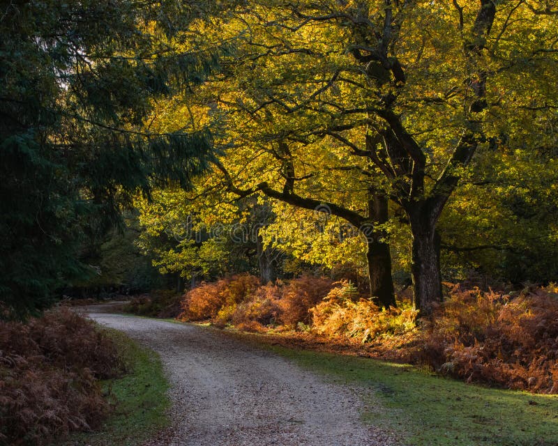 A Country Track in Autumn or Fall Stock Photo - Image of woods, forest ...