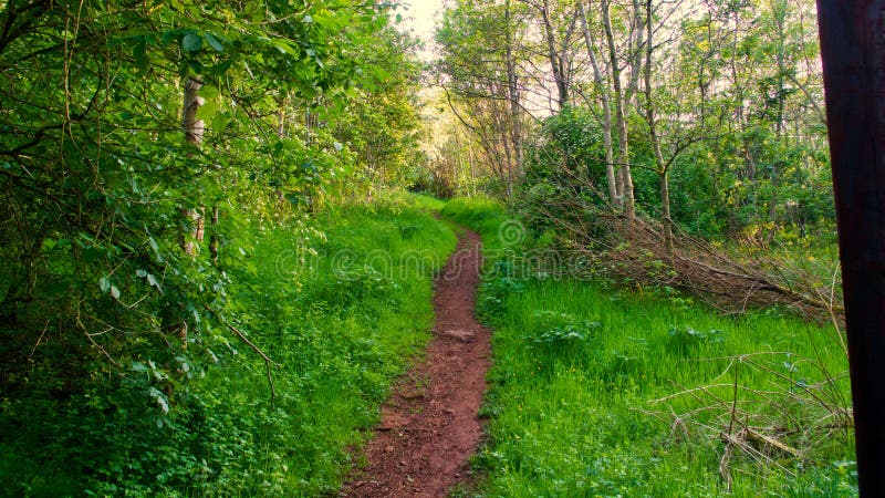 Track through green forest stock photo. Image of nature - 14972166