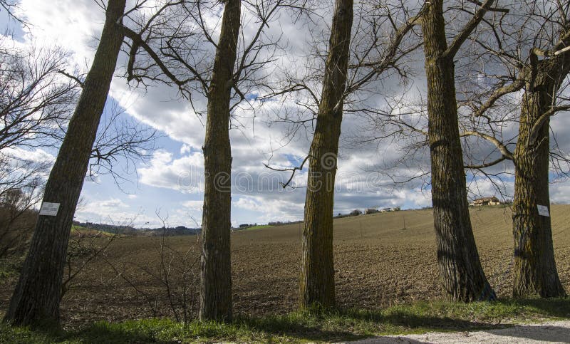 Country trees stock photo. Image of farm, farmhouse, panorama - 67095700