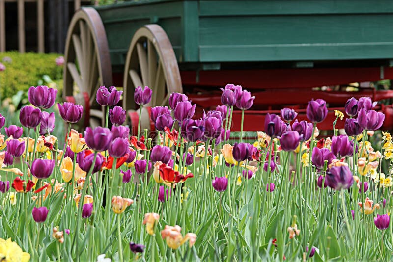 Country Tulips stock image. Image of wagon, flowers, beautiful - 54130877
