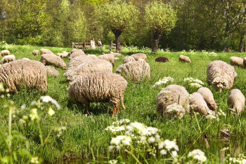 Country Walk on Sunny Day in Spring Stock Image - Image of lambs ...
