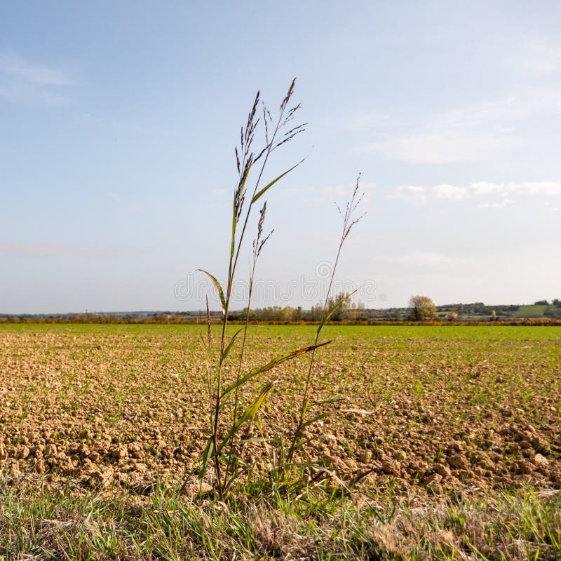 Wild grass in the field stock image. Image of south - 246117267