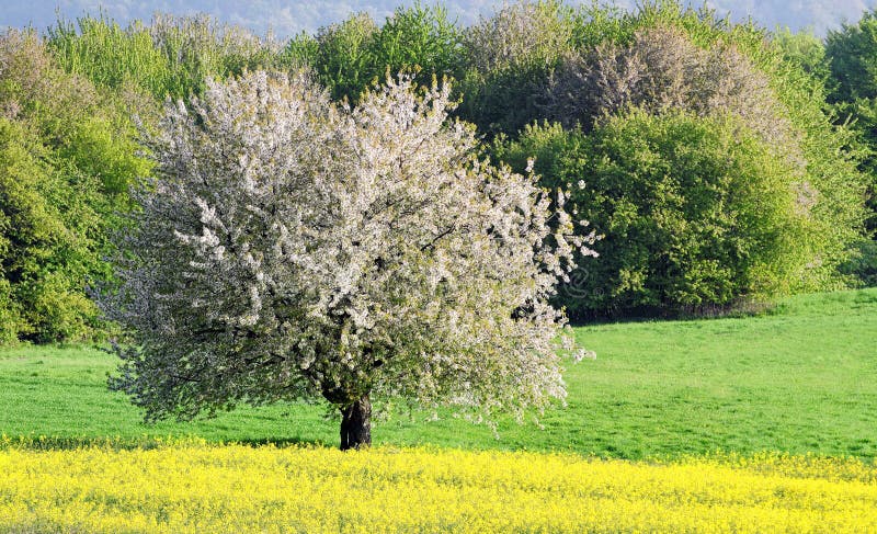 Countryside stock photo. Image of outdorr, spring, field - 20381688