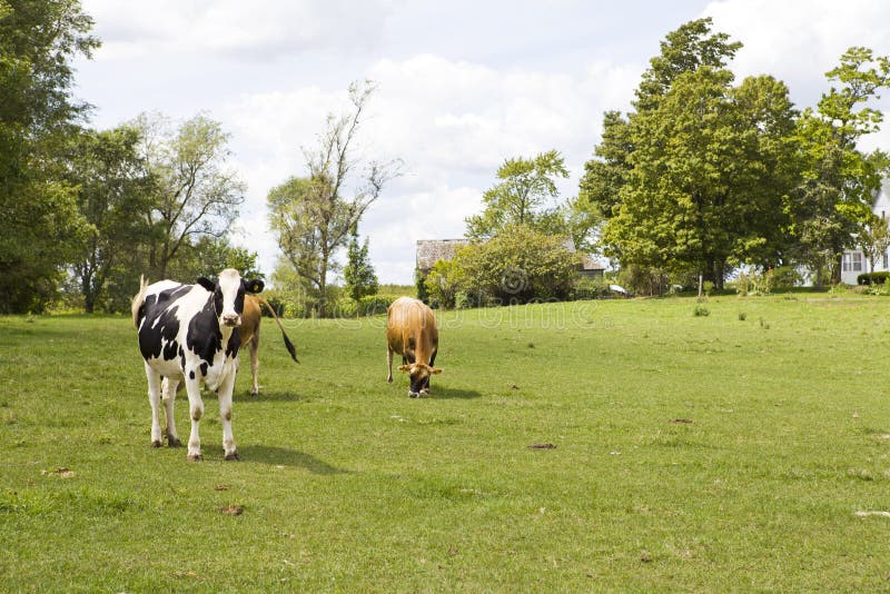 Countryside stock image. Image of farming, agrarian, cattle - 26245807