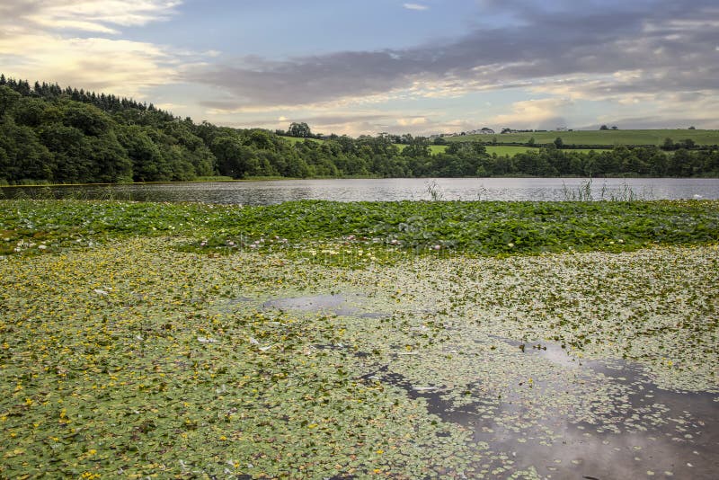 Countryside of Cork, Ireland Stock Image - Image of landscape ...