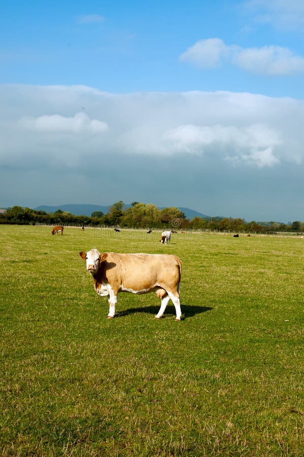 Countryside Cow. stock photo. Image of relaxing, grazing - 70519332