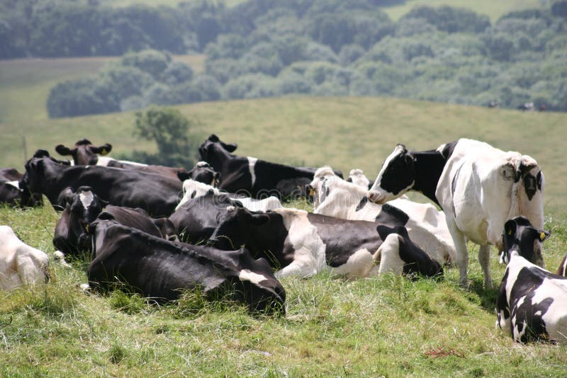 Countryside Cows stock image. Image of meadow, field, cattle - 5689533