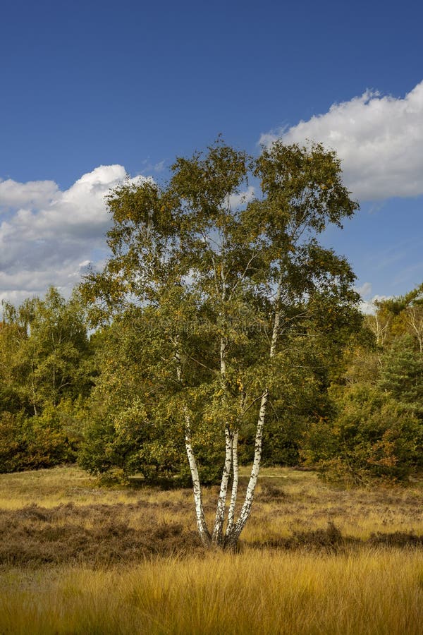 Countryside Dutch Meadow Landscape with Grass and Trees Under Blue Sky ...