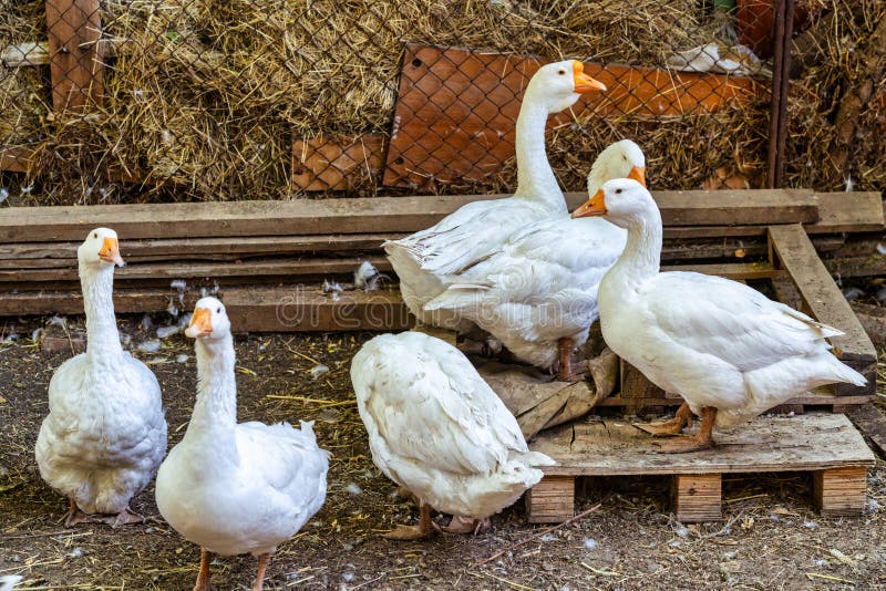 Countryside Farm Scenery with Geese Walking Around the Farm Stock Photo ...