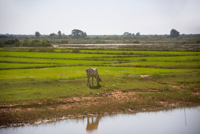 Countryside Field with a Cow and Lake in Cambodia Stock Photo - Image ...