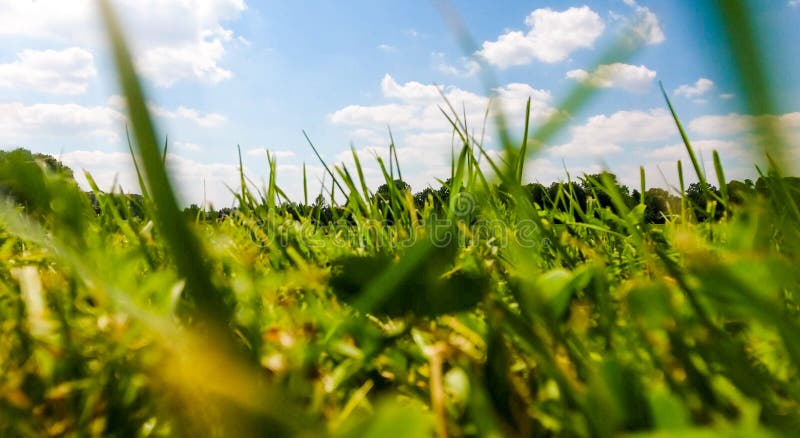Countryside Field with Sky, Ground Level View Stock Photo - Image of ...
