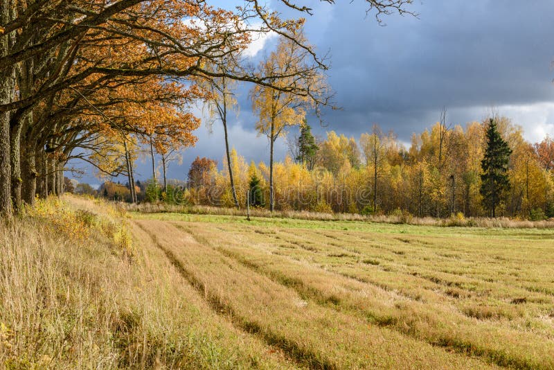 Countryside Fields in Autumn with Lonely Trees Stock Photo - Image of ...
