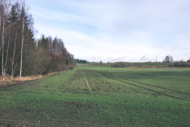 Countryside Fields in Autumn with Young Crops - Vintage Effect Stock ...
