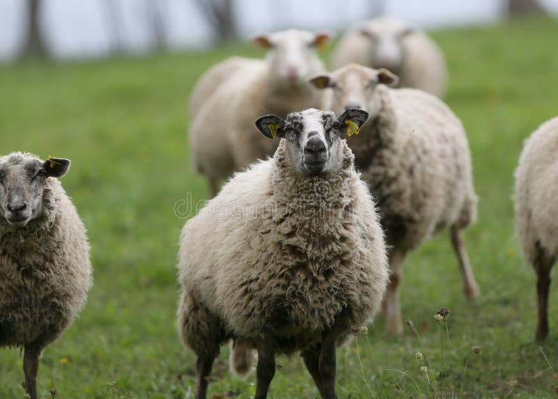Countryside and Flock of Sheep in a Row Passing by Stock Photo - Image ...