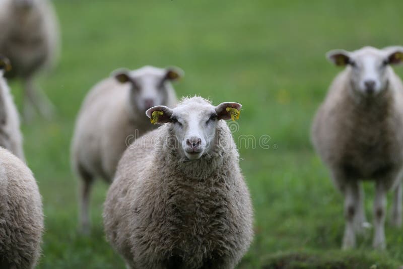 Countryside and Flock of Sheep in a Row Passing by Stock Image - Image ...