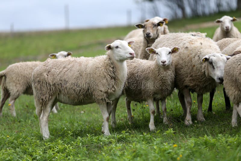 Countryside and Flock of Sheep in a Row Passing by Stock Photo - Image ...
