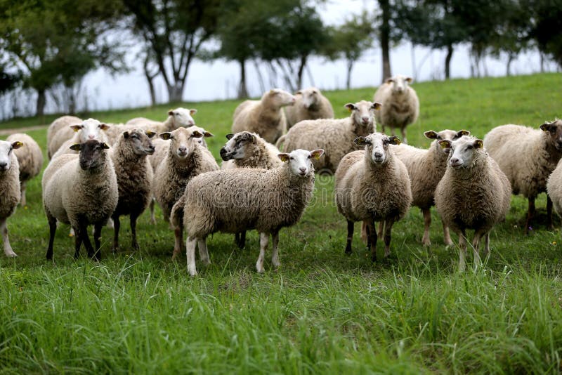 Countryside and Flock of Sheep in a Row Passing by Stock Image - Image ...