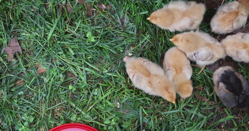 In Countryside, Flock of Tiny Chickens is Eating from a Special Feeder ...