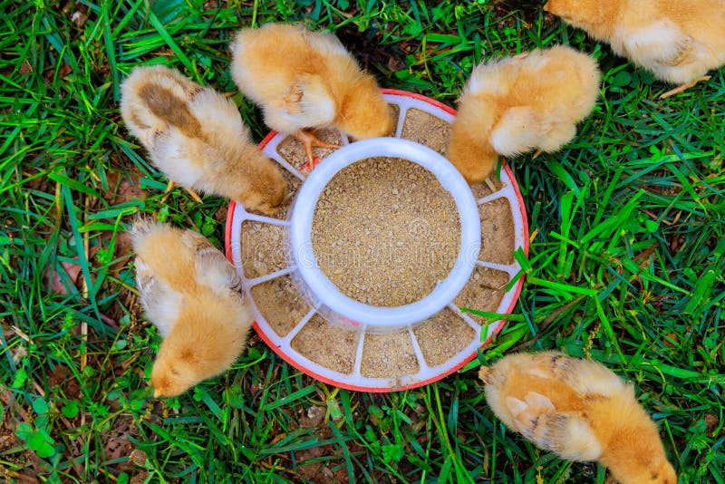 In Countryside, Flock of Tiny Chickens is Eating from a Special Feeder ...