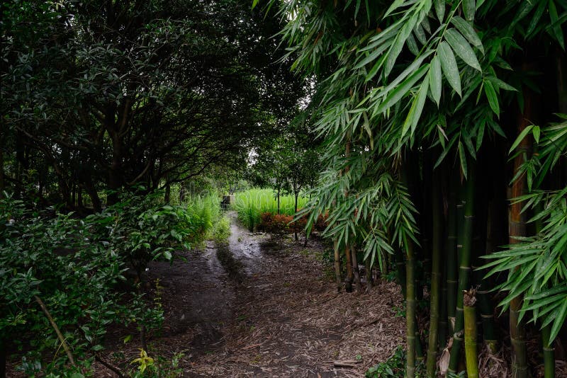 Countryside Footpath in Shdady Woods Near Rice Fields Stock Photo ...