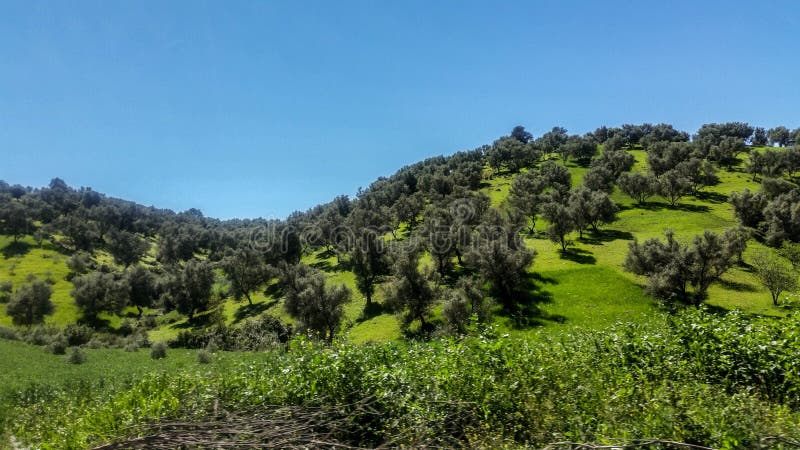 Forest of ifrane city stock image. Image of ifrane, africa - 107178859