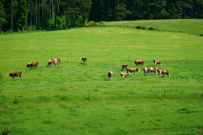 Countryside with Grazing Cows Stock Photo - Image of dairy, summer ...
