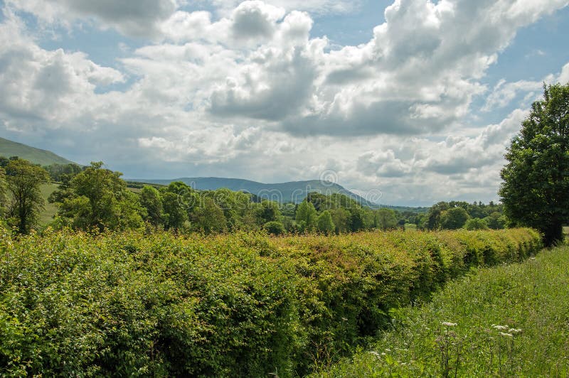 Countryside Hedgerow stock photo. Image of brecon, meadow - 71187370