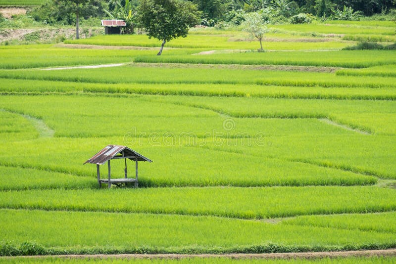 Countryside, Hut in the Rice Fields Stock Image - Image of phitsanulok ...