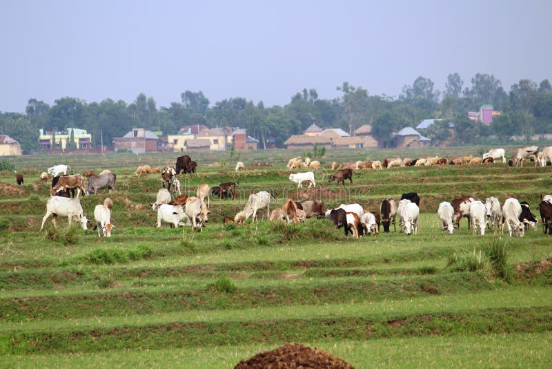 Countryside India stock photo. Image of green, house - 73053956