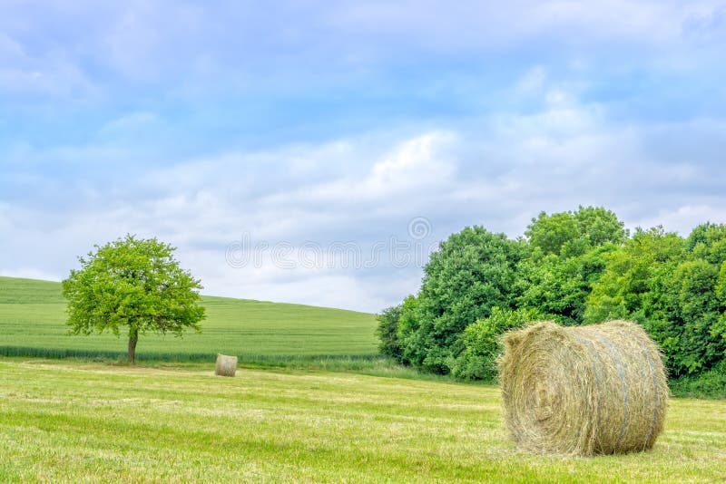Countryside stock image. Image of landscape, floral, forest - 60815325