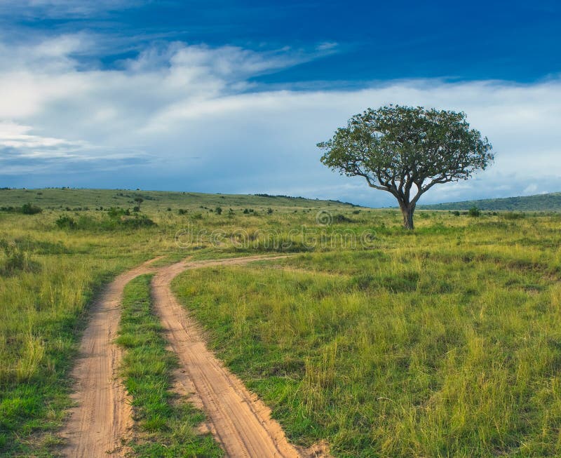 African Landscape with Empty Road and Trees in Zimbabwe Stock Image ...