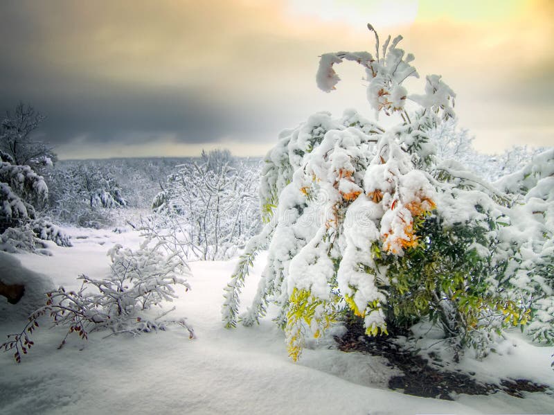Snow in Texas stock photo. Image of snow, tree, white - 29828284