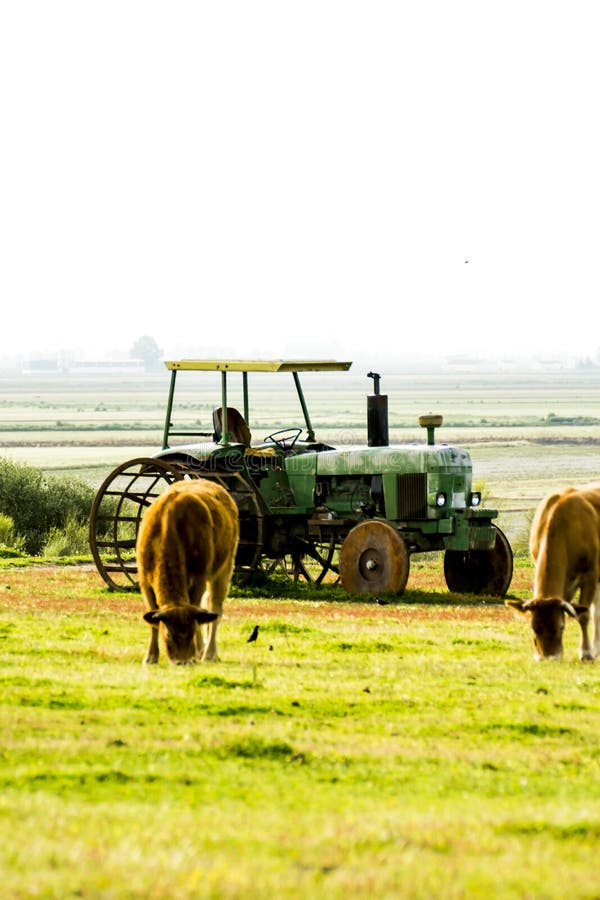 Countryside Landscape with Old Tractor and Cows Stock Photo - Image of ...