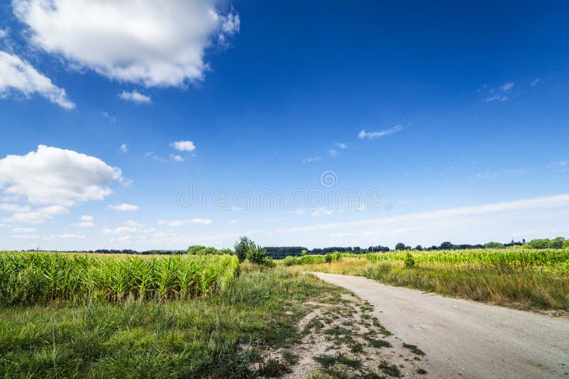 Countryside Landscape with a Path Going through Corn Stock Photo ...