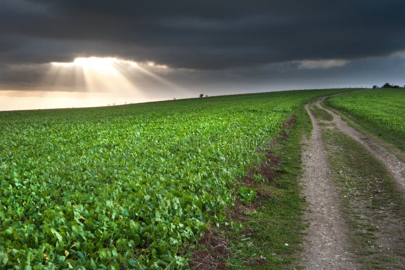 Countryside Landscape Path Leading through Fields Stock Photo - Image ...
