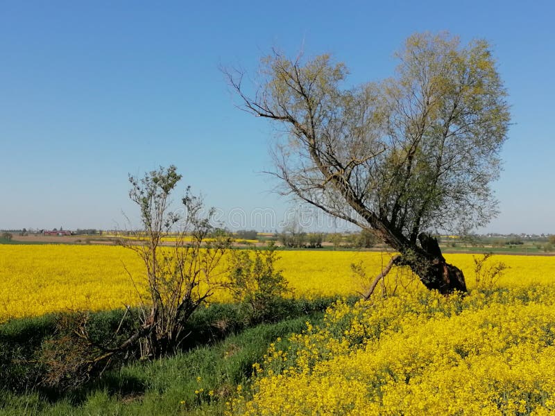 Countryside Landscape, Spring Time in Poland Stock Photo - Image of ...