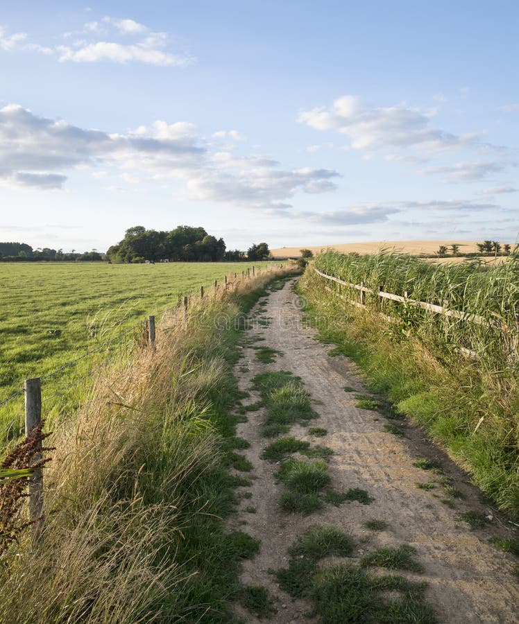 Countryside Landscape of Track Leading through Fields on Summer Stock ...