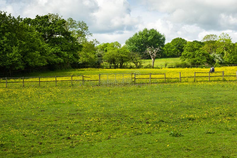 Countryside landscape stock image. Image of breed, environment - 62214383